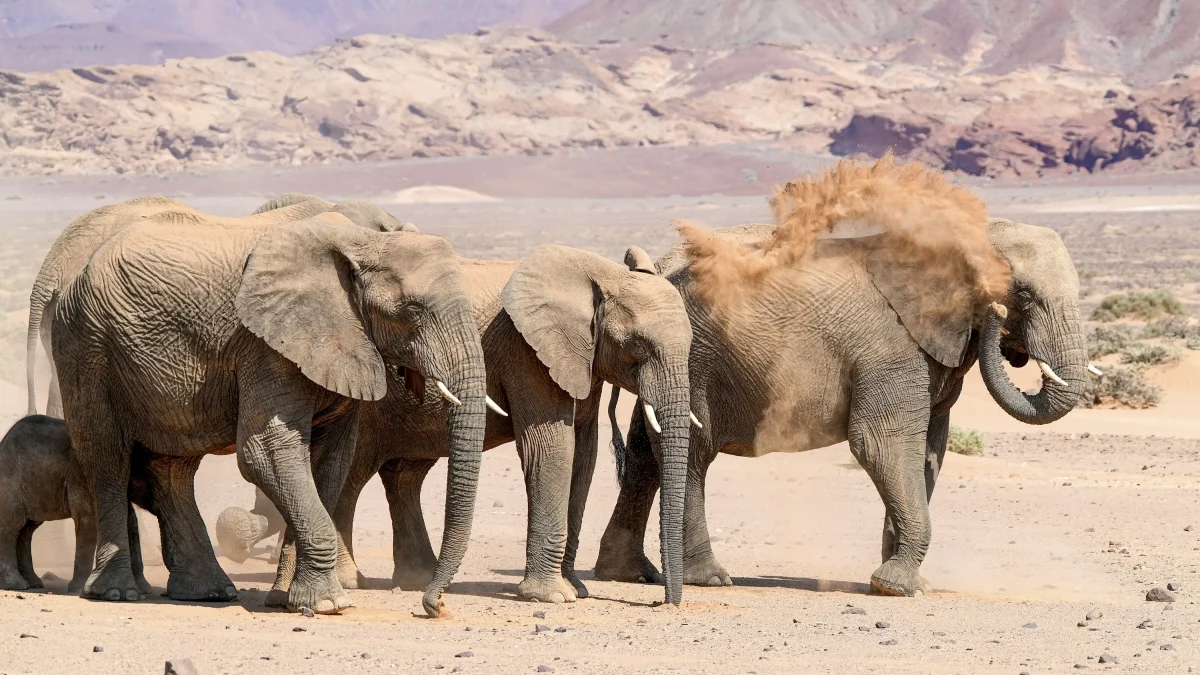 Top Tips for Planning Your Ultimate East Africa Safari